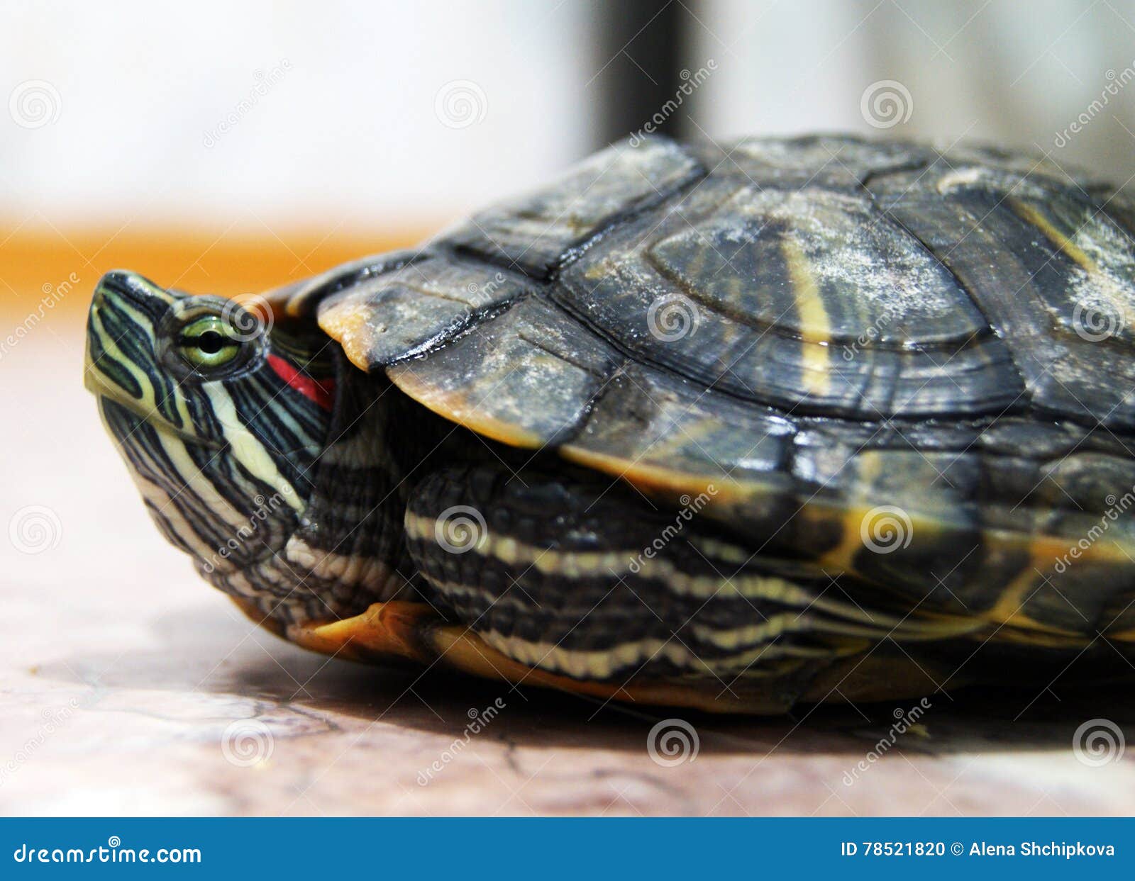 Turtle stock photo. Image of yellow, shell, shoot, green - 78521820