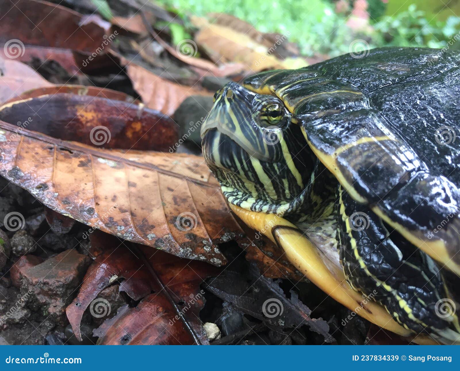 Red Eye Slider turtle stock image. Image of frog, nature - 237834339