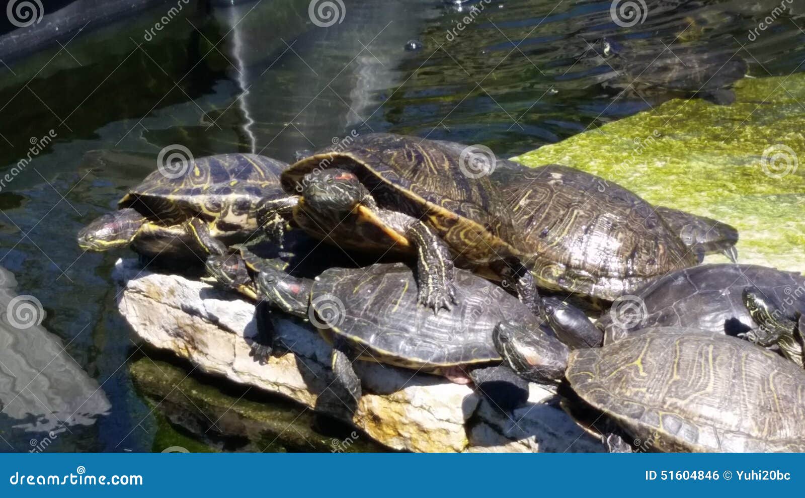 Turtle pile up stock photo. Image of turtles, turtle - 51604846