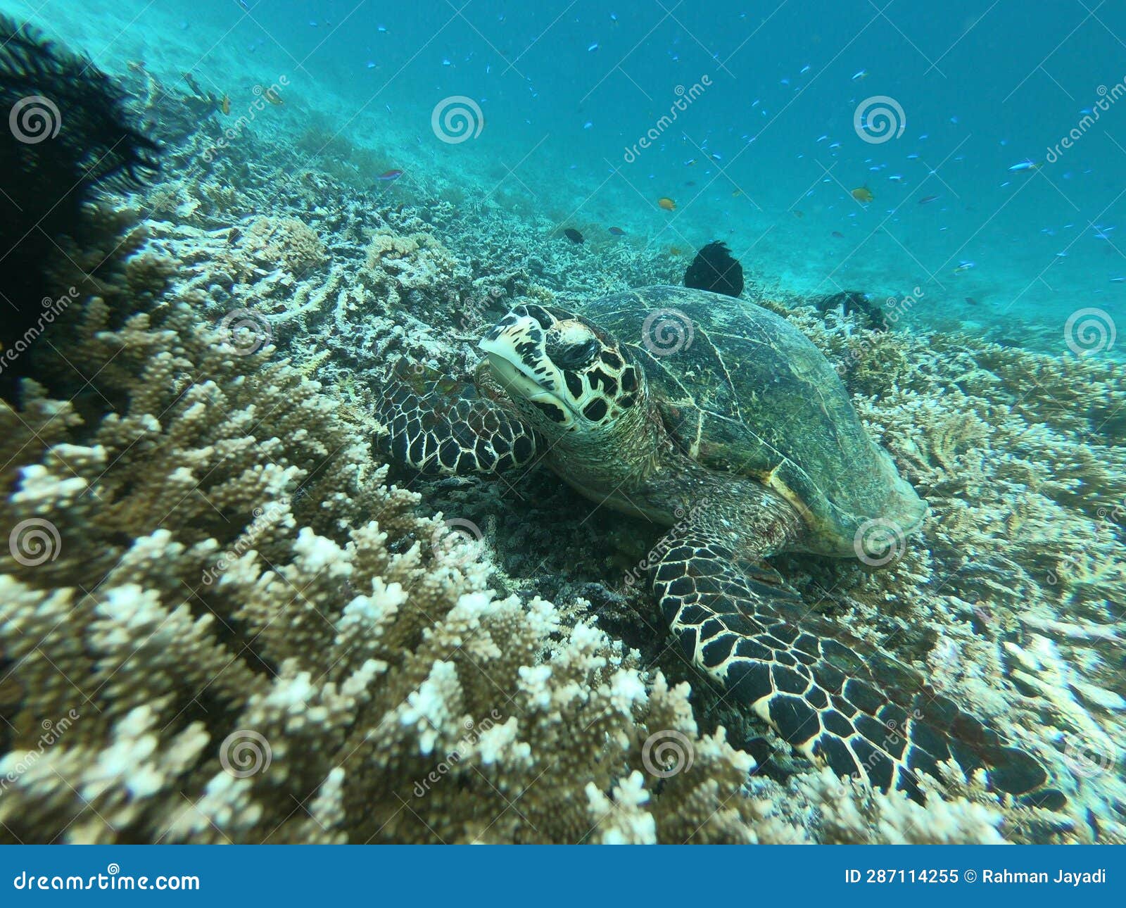 Turtle Point,coral Reef, Colorful Fish Stock Image - Image of colorful ...