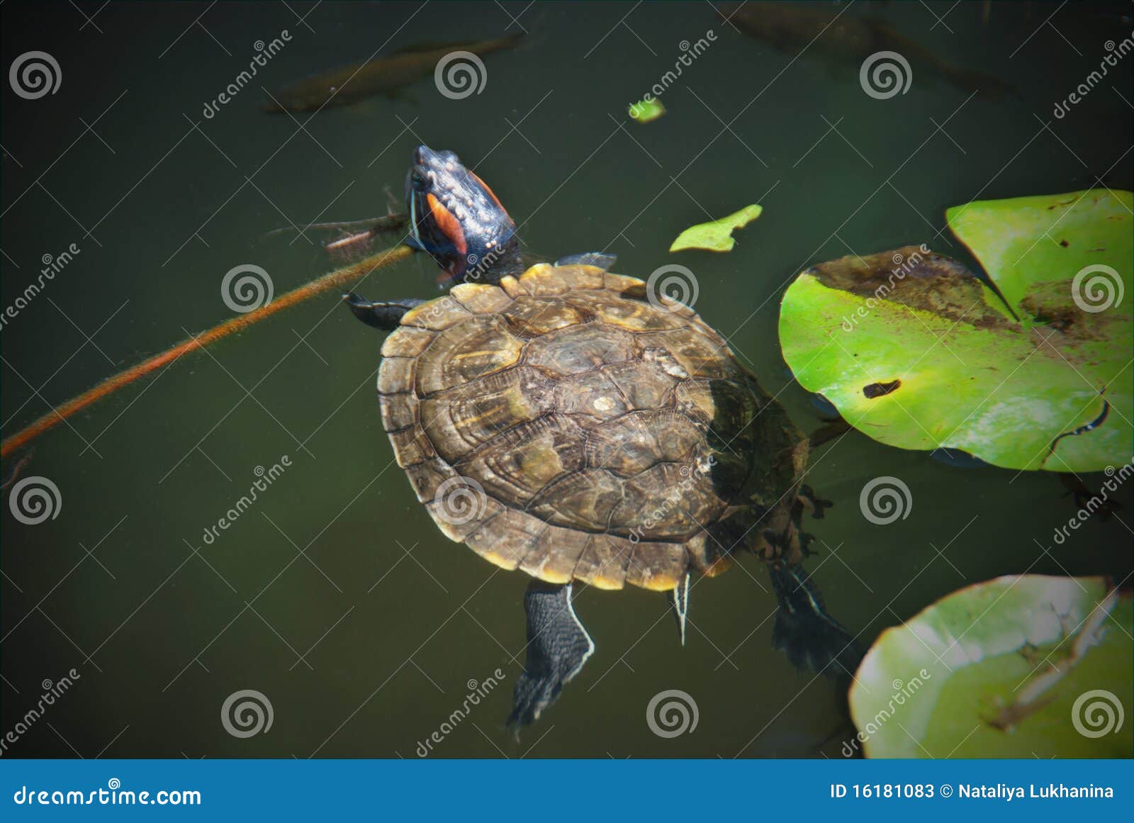 Turtle in a pond stock image. Image of idyllic, lake - 16181083