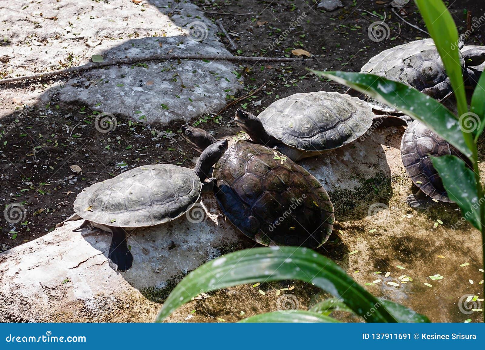 Turtle in the pond stock image. Image of natural, reef - 137911691