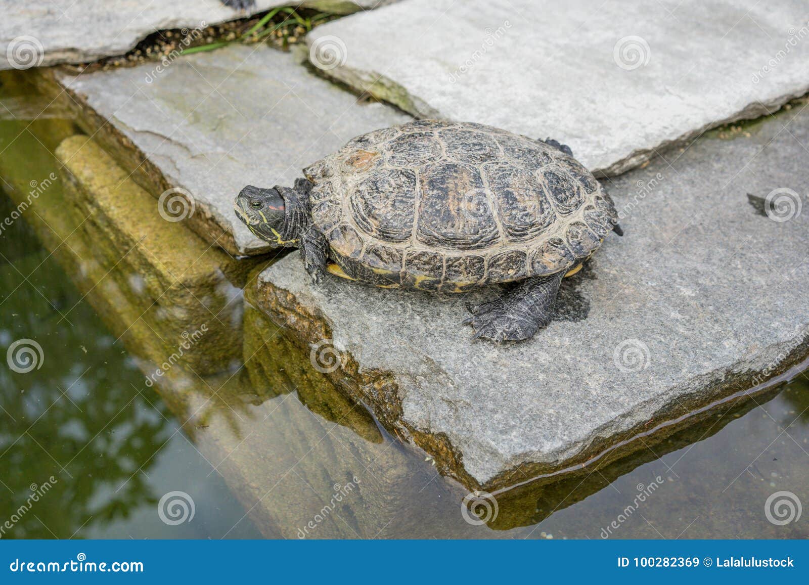Turtle in Pond Close Up View Grey Shell Stock Image - Image of color ...
