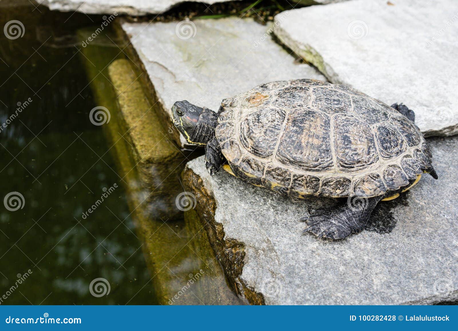 Turtle in Pond Close Up View Grey Shell Stock Photo - Image of life ...