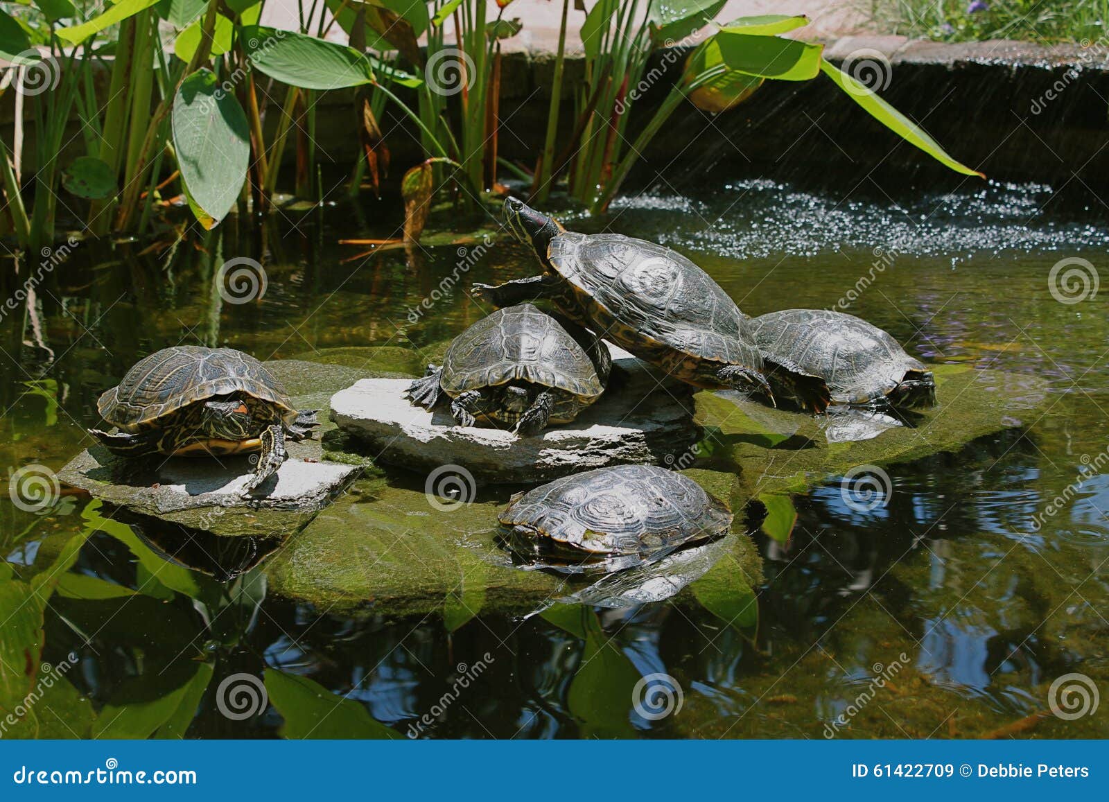 Five Red Eared Slider Turtles in a Cool Sunny Pond Stock Image - Image ...