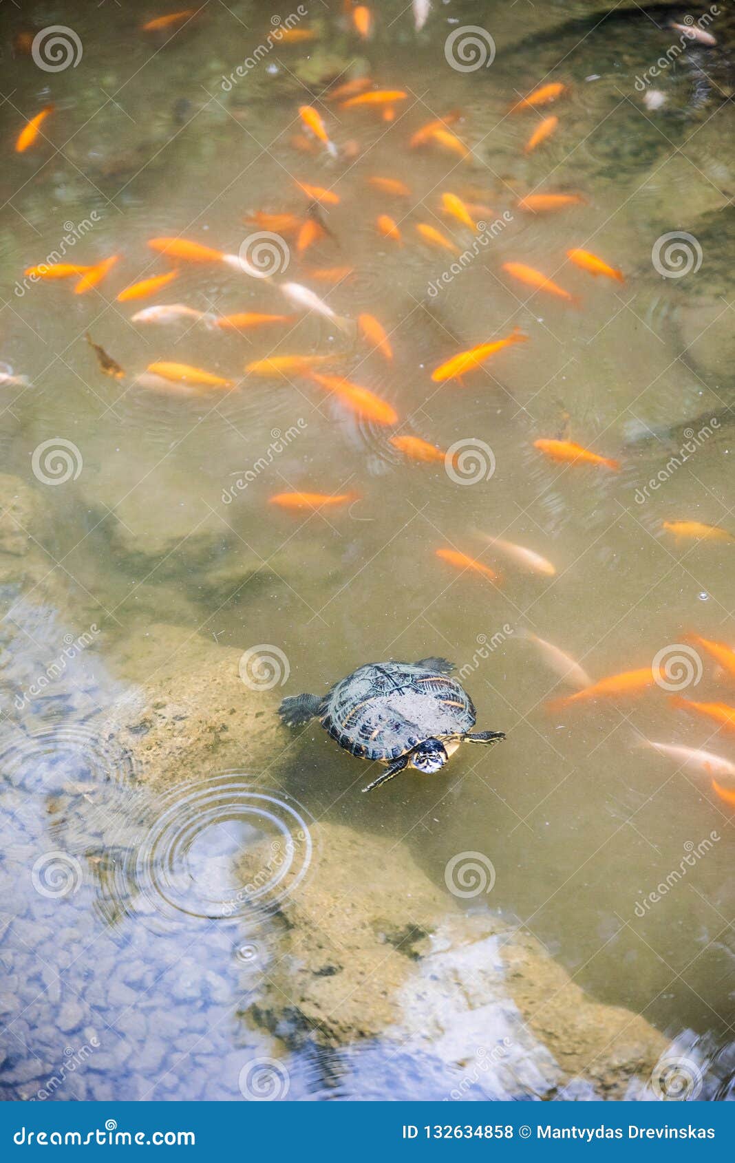 Turtle in Pond with Goldfishes Stock Photo - Image of beautiful ...