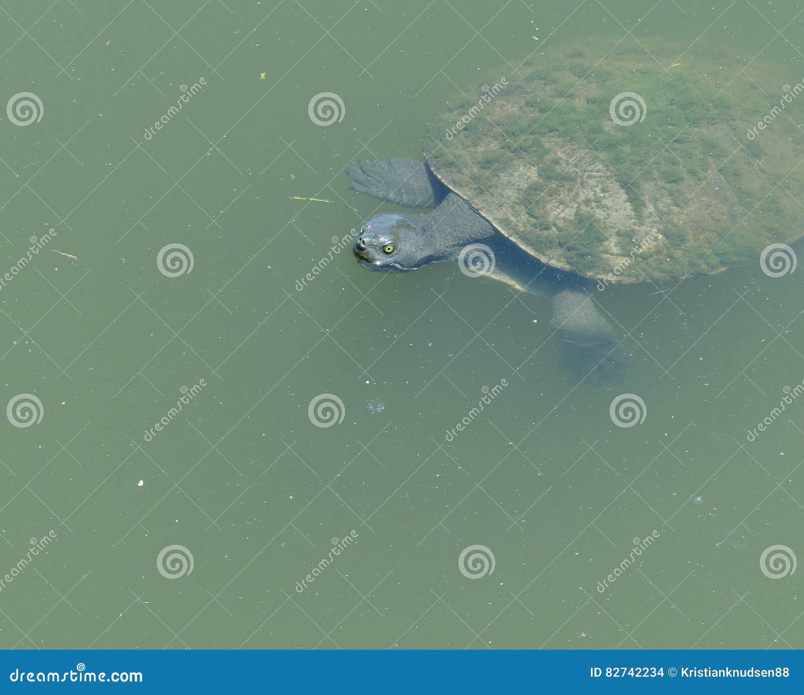 Turtle in a pond stock photo. Image of heavily, breaches - 82742234