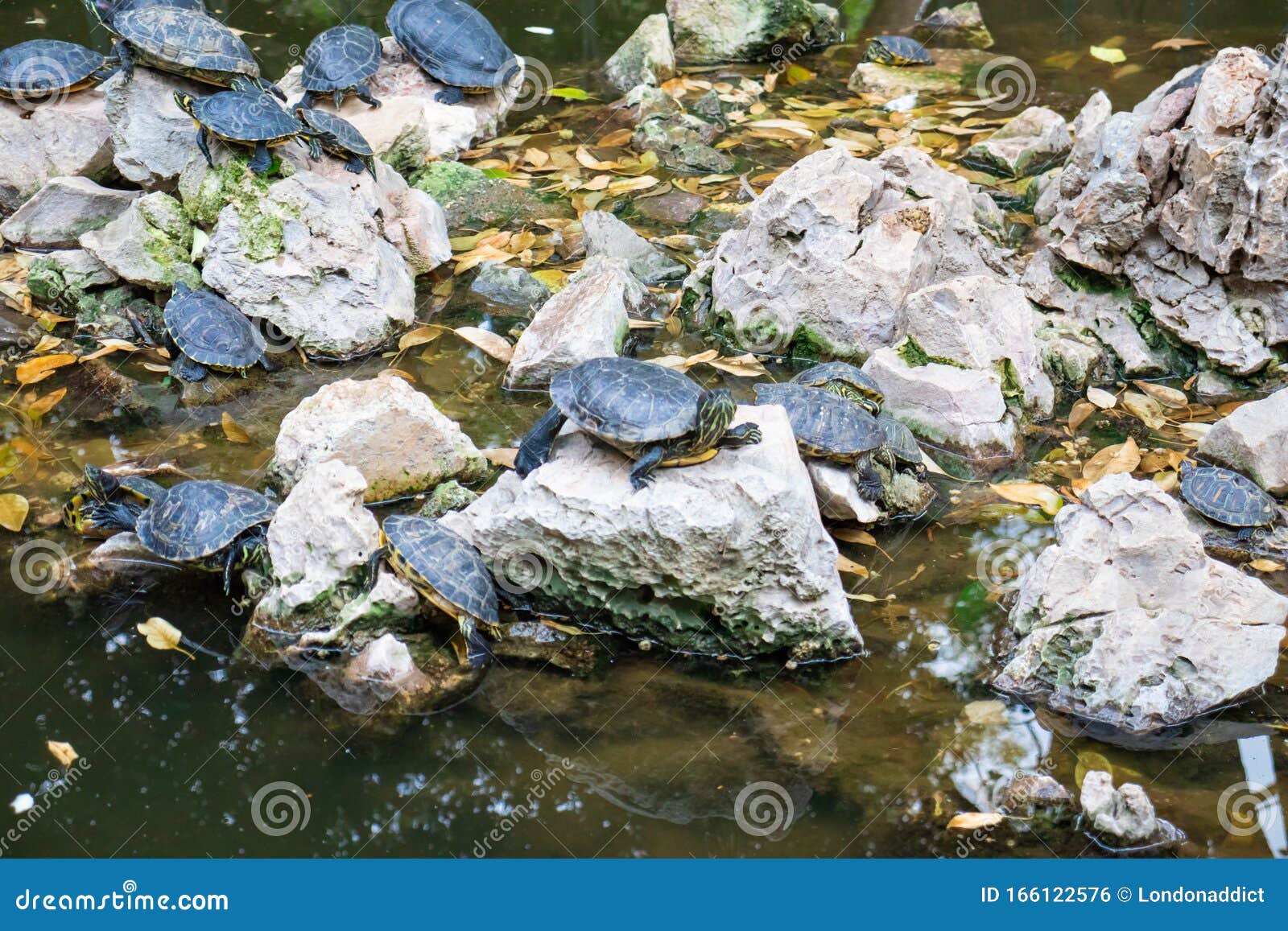 Turtle Pond with Many Turtles in the Park in Athens Greece Stock Photo ...