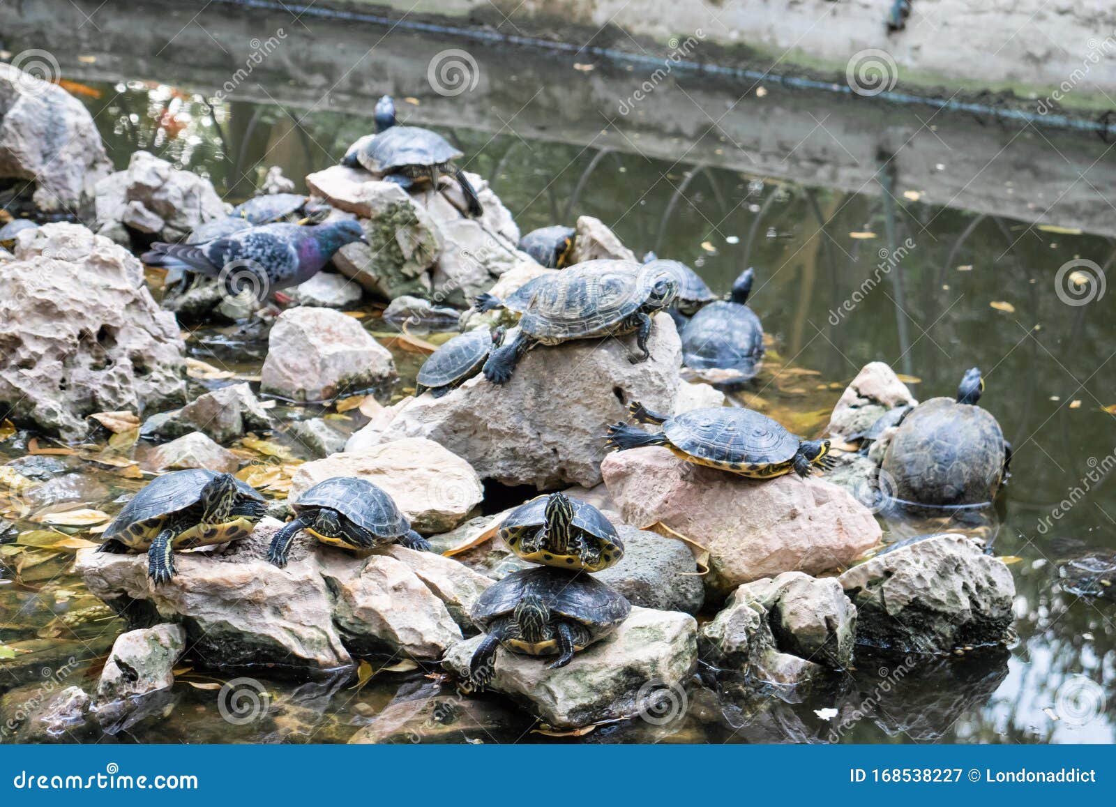 Turtle Pond with Many Turtles in the Park in Athens Greece Stock Image ...