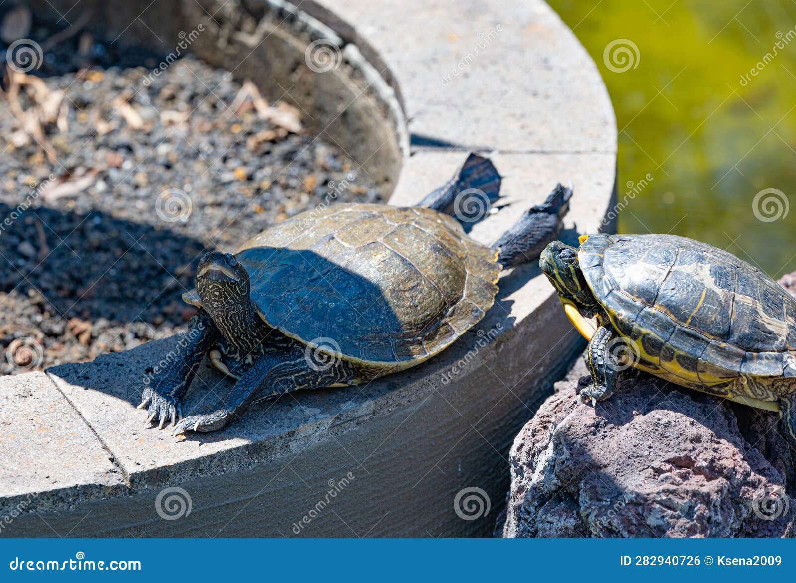 Turtle in the pond stock photo. Image of aquatic, summer - 282940726
