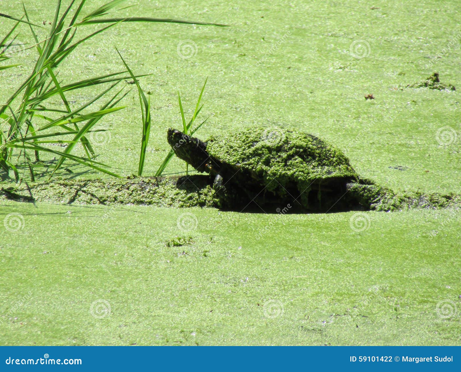 Turtle in a Pond stock photo. Image of vegetation, resting - 59101422