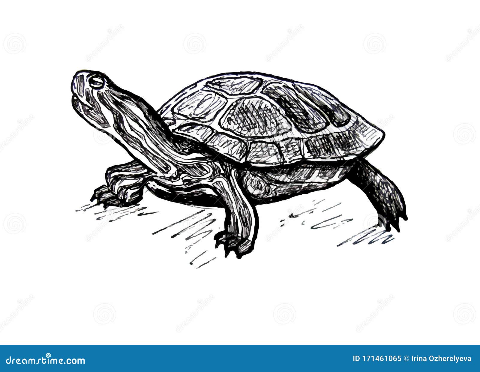Red-eared Pond Slider Turtle Stock Illustration | CartoonDealer.com ...