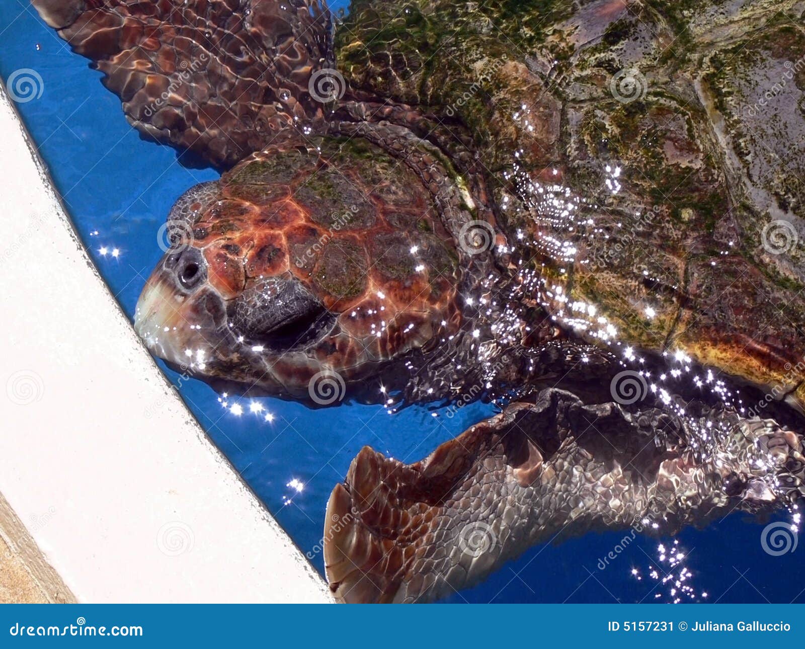 Turtle in pool stock image. Image of closeup, swimming - 5157231