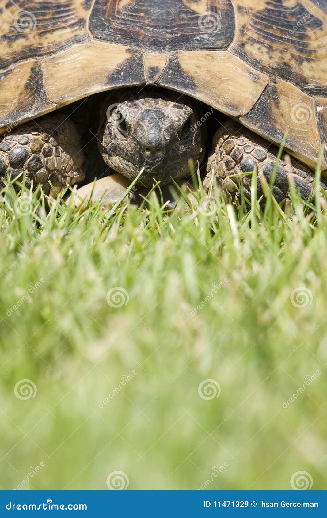 Turtle portrait stock image. Image of portrait, macro - 11471329