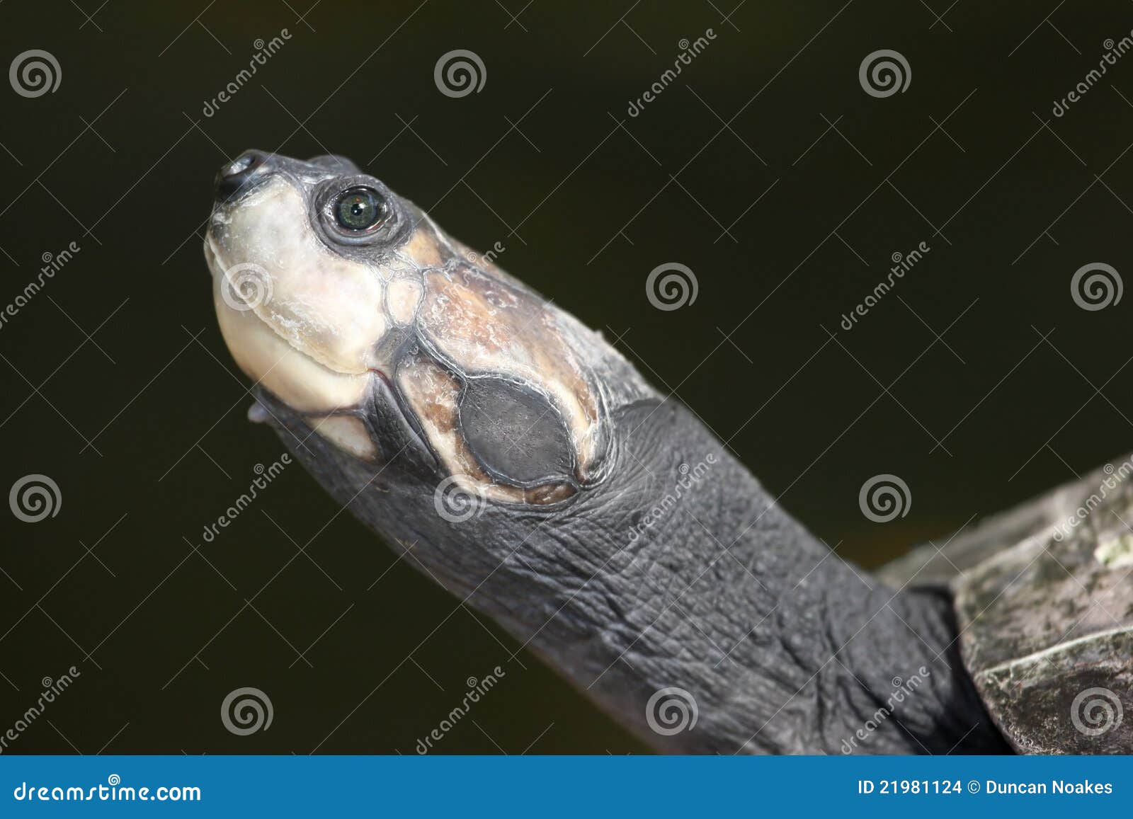 Turtle Portrait stock photo. Image of portrait, yellow - 21981124