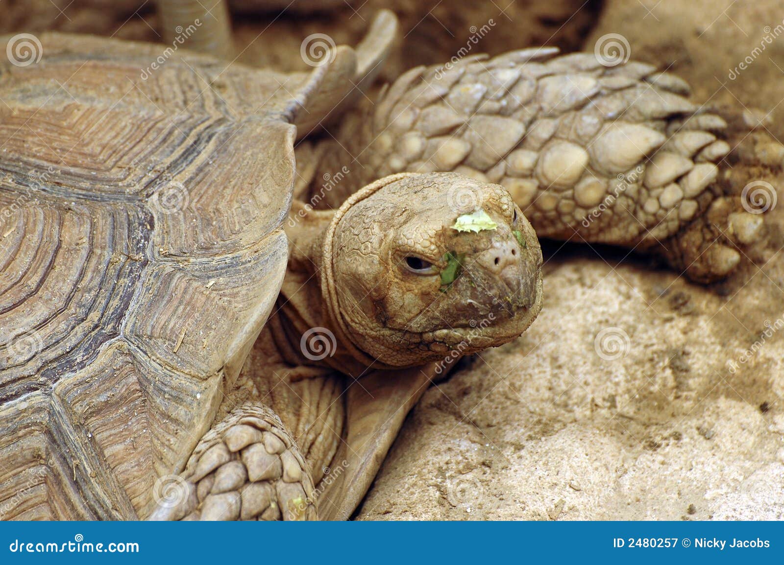 Turtle portrait stock image. Image of closeup, face, slow - 2480257
