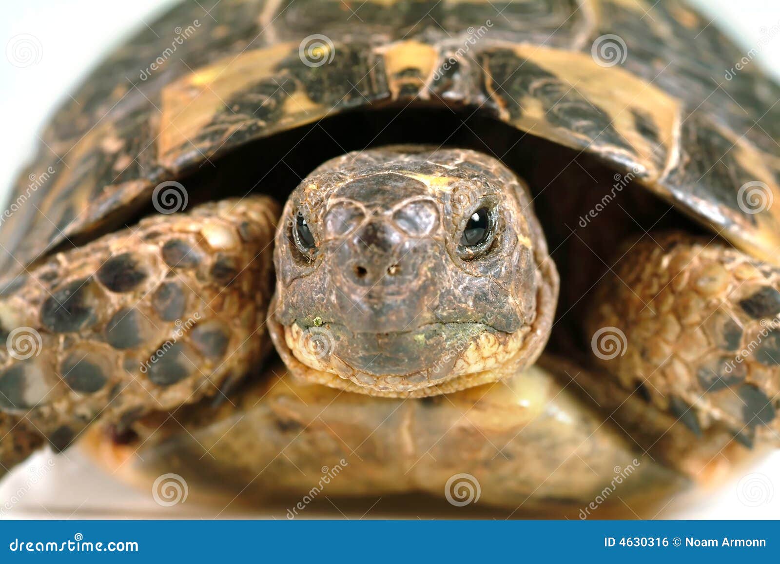 Turtle portrait stock photo. Image of head, macro, amphibian - 4630316