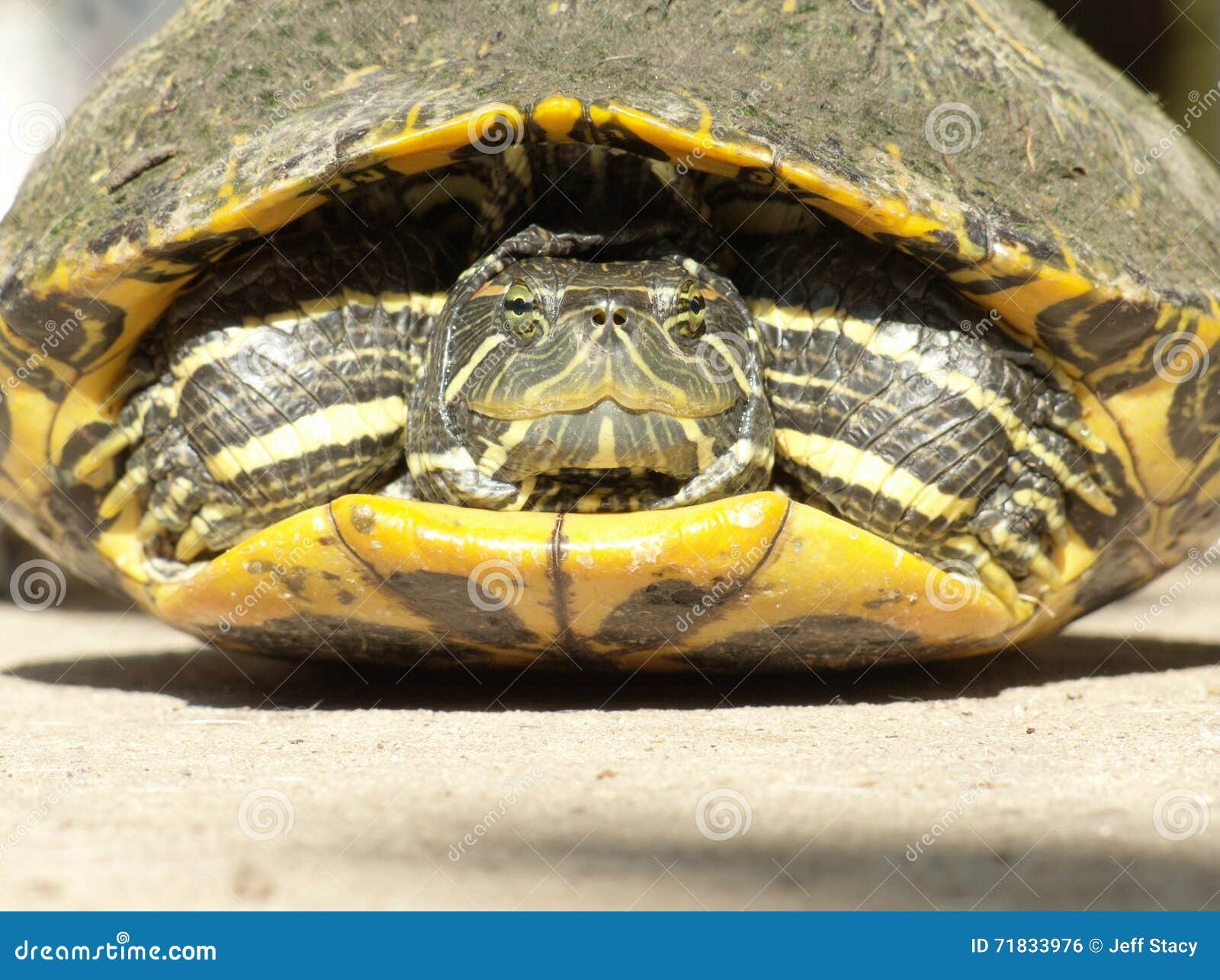 Turtle Portrait stock photo. Image of head, wildlife - 71833976