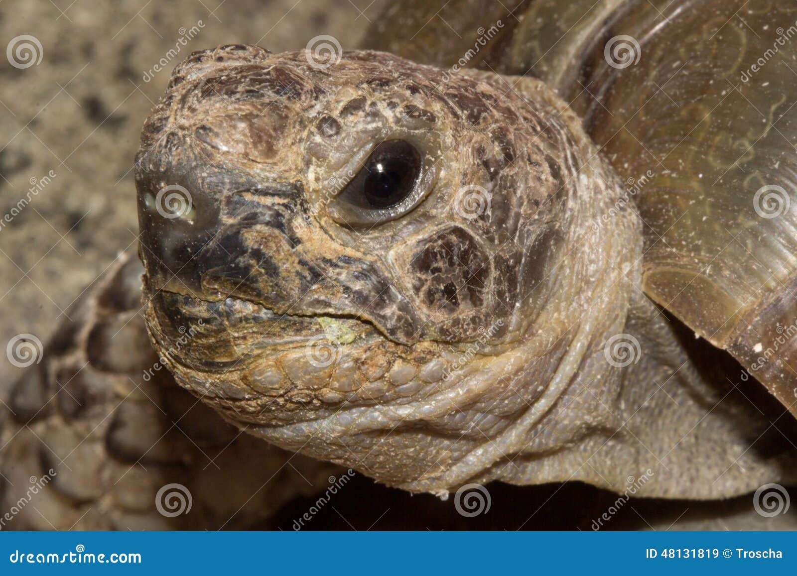 Turtle portrait stock image. Image of muzzle, wildlife - 48131819