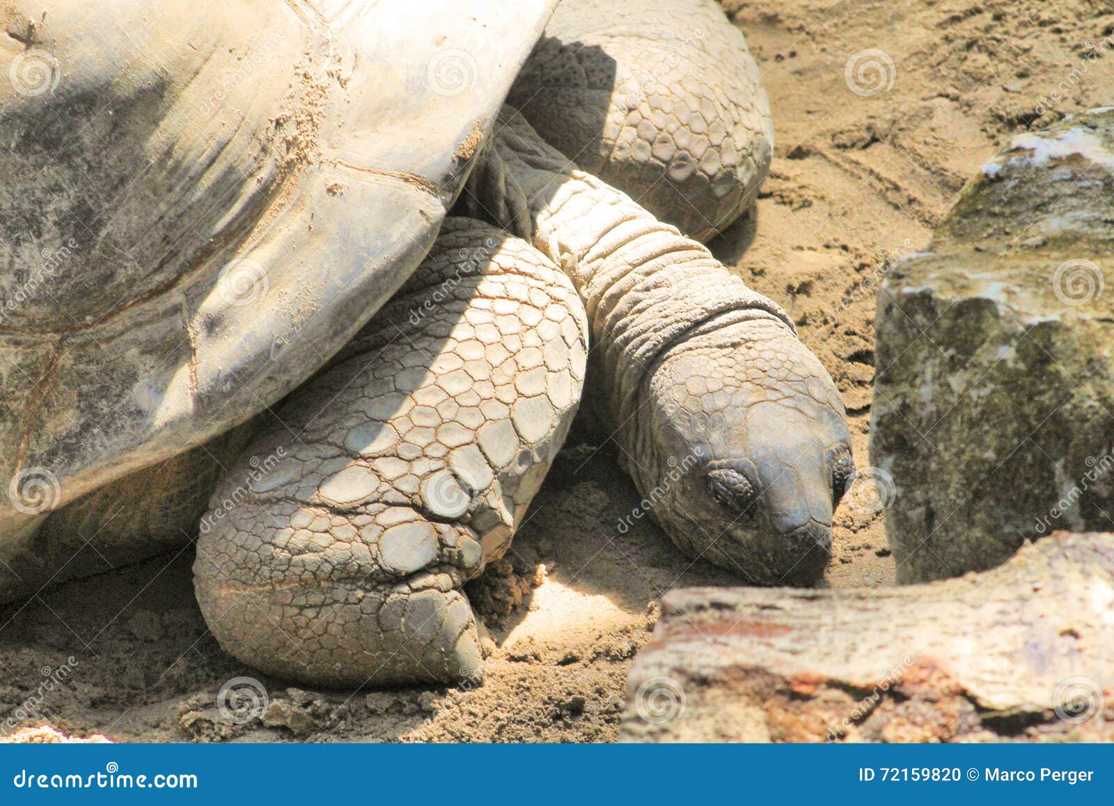 Turtle stock photo. Image of seychell, turtle, nportrait - 72159820