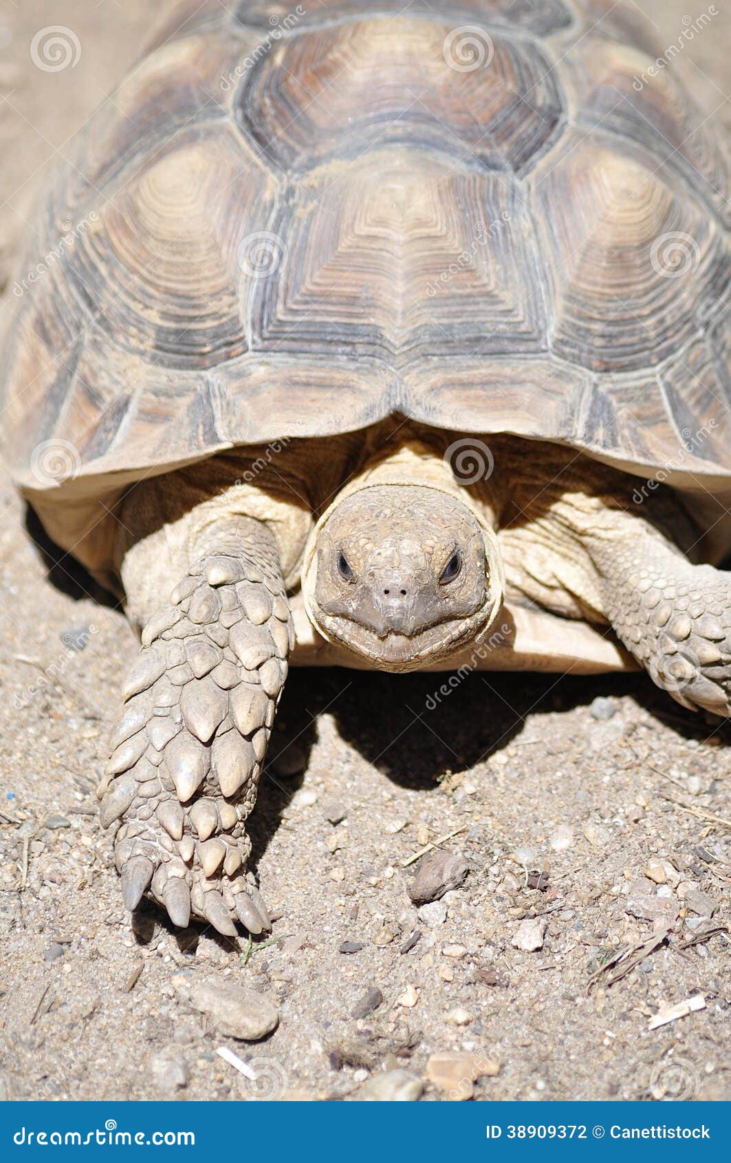 Turtle Portrait stock photo. Image of life, front, amphibian - 38909372