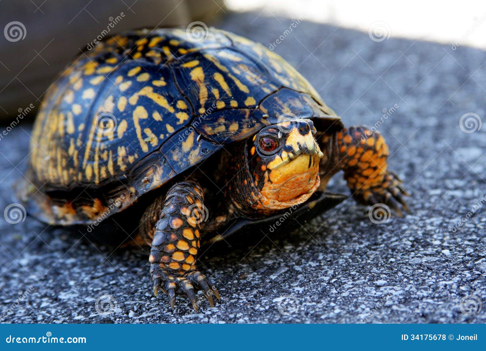 Turtle portrait stock photo. Image of looks, turtle, details - 34175678