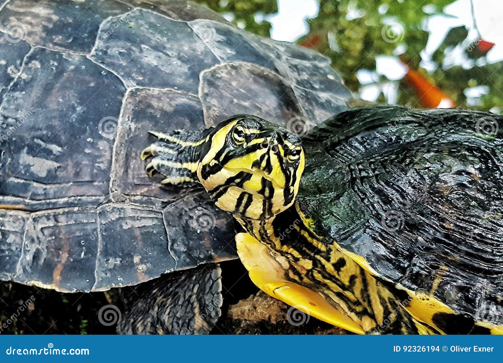 Turtle portrait stock photo. Image of turtle, nature - 92326194