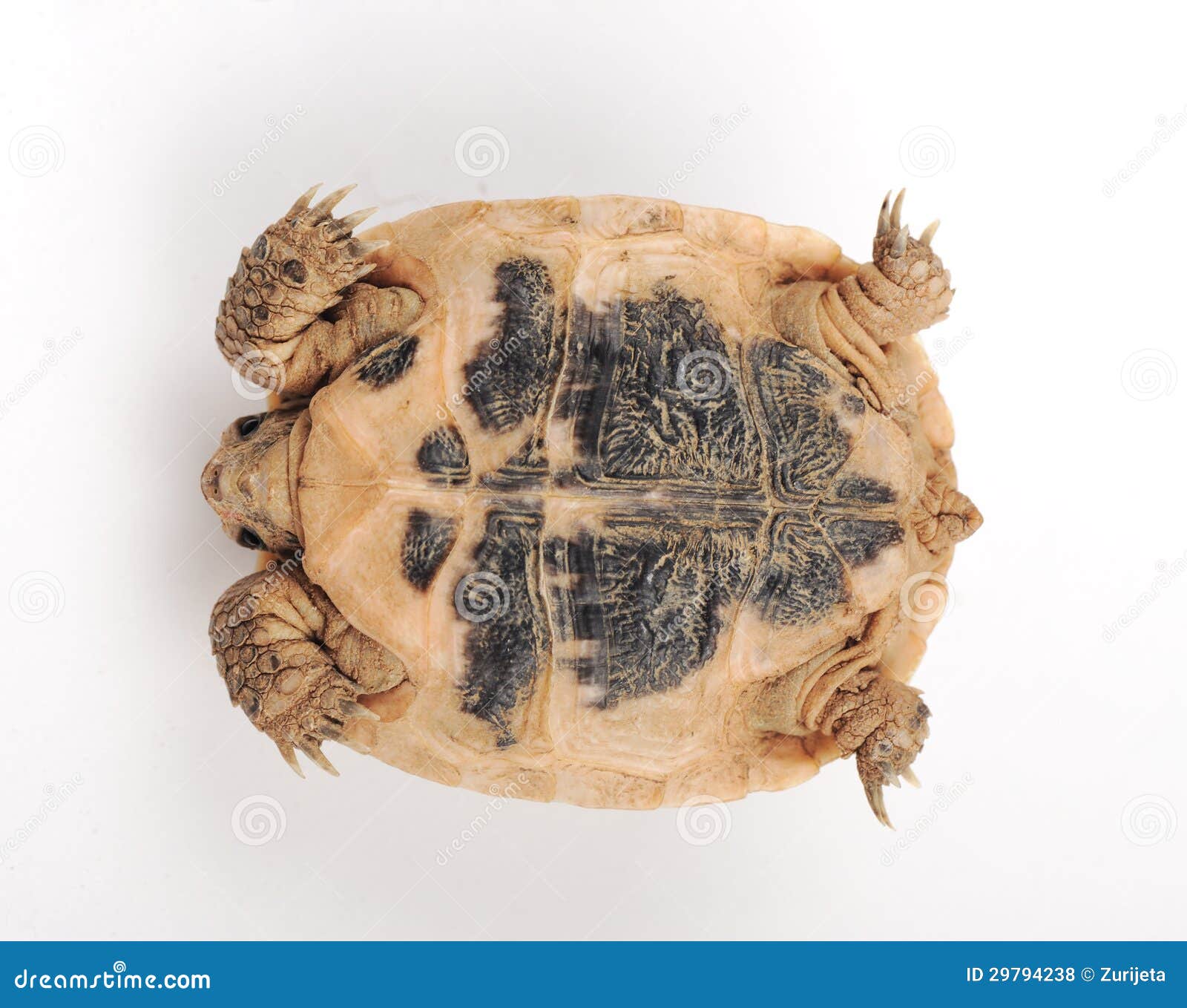 Turtle posing series stock photo. Image of species, wildlife - 29794238