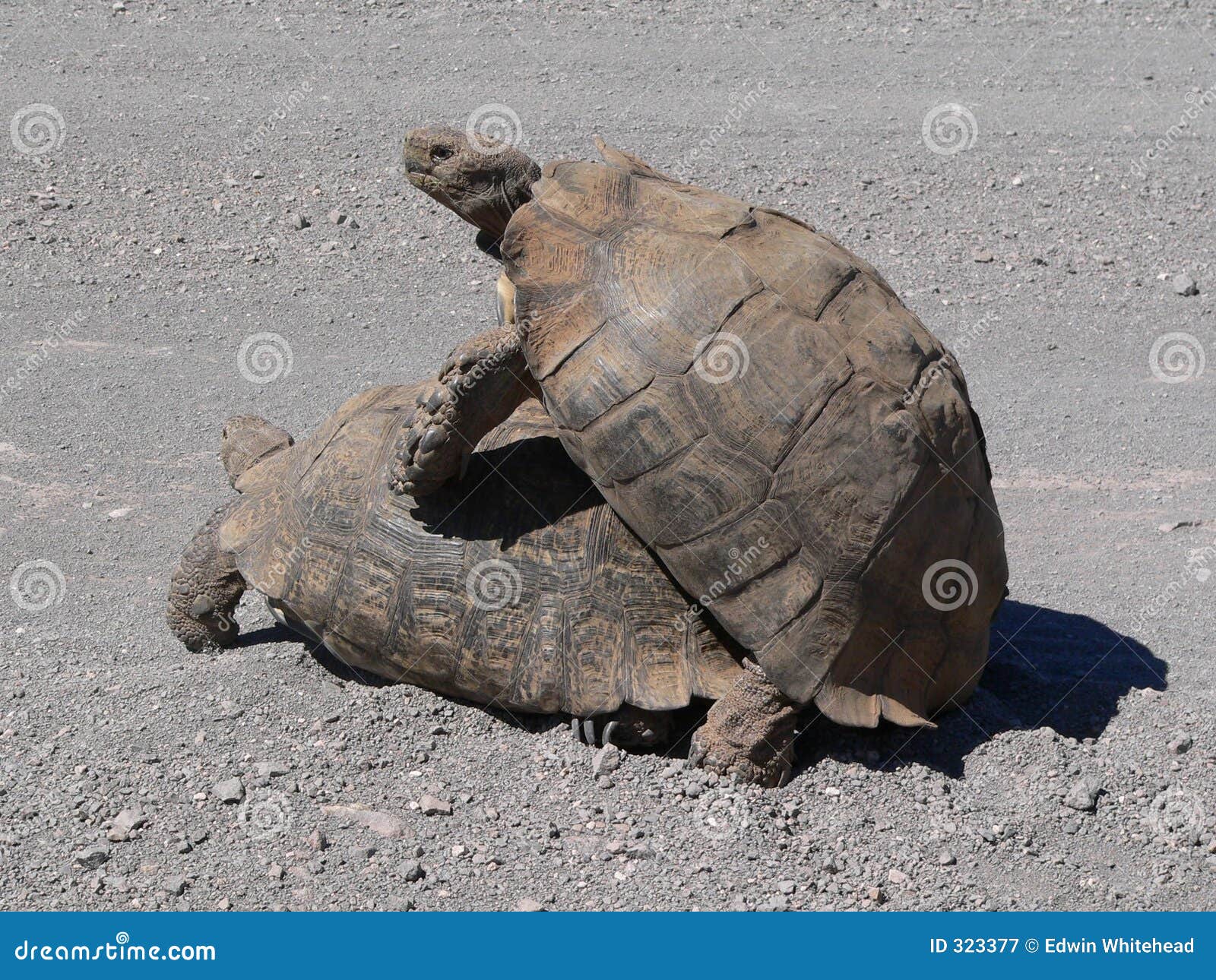 Turtle power stock image. Image of spurt, road, walk, stand - 323377
