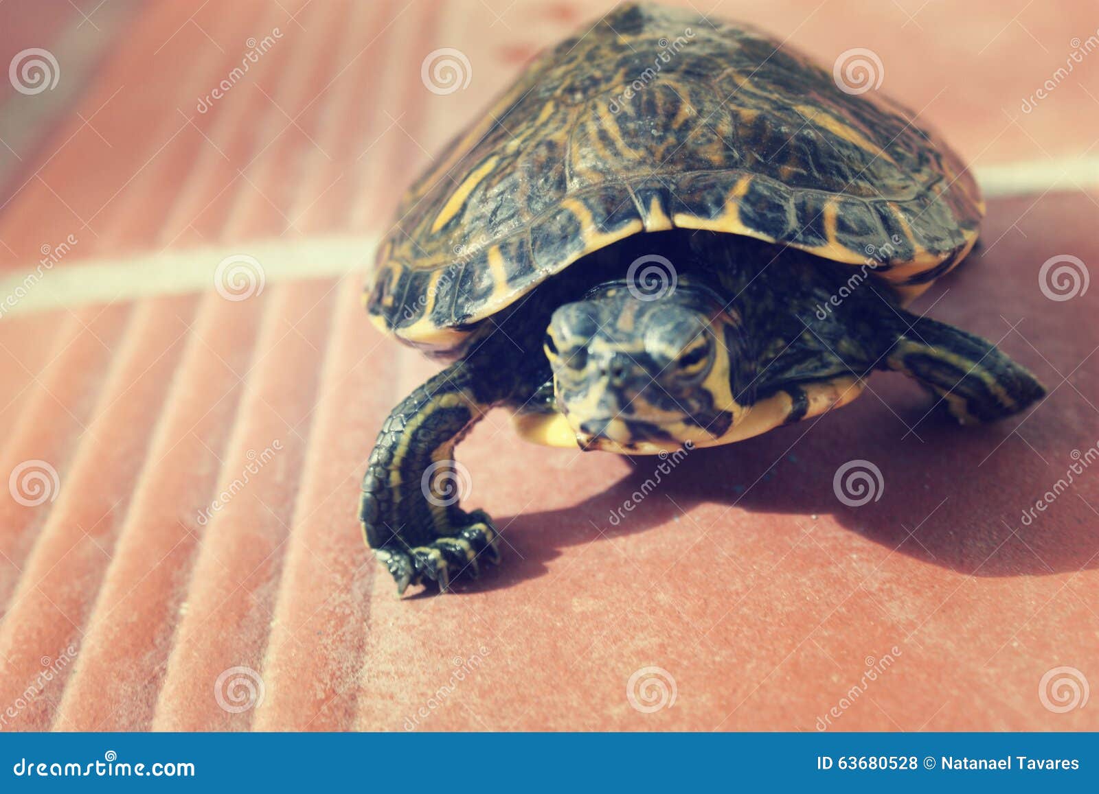 Turtle stock photo. Image of marine, nature, ground, animal - 63680528