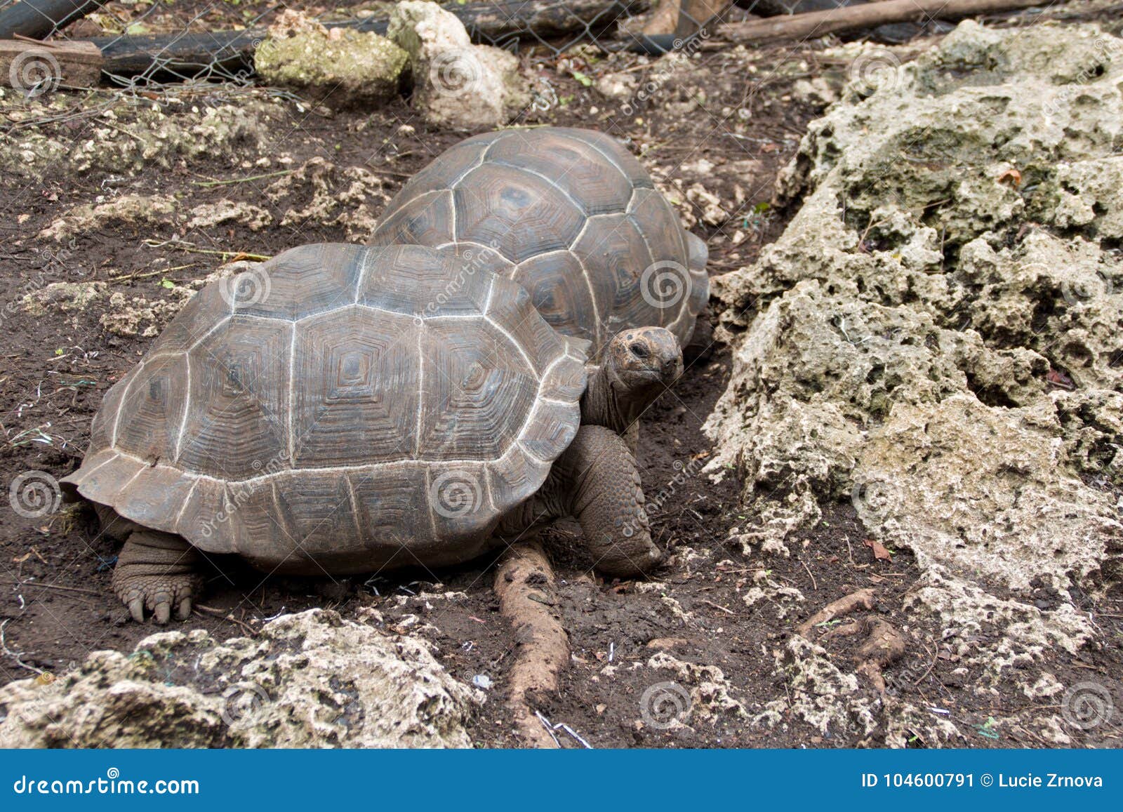 Turtle in Prison Island Reservation Stock Image - Image of reptile ...
