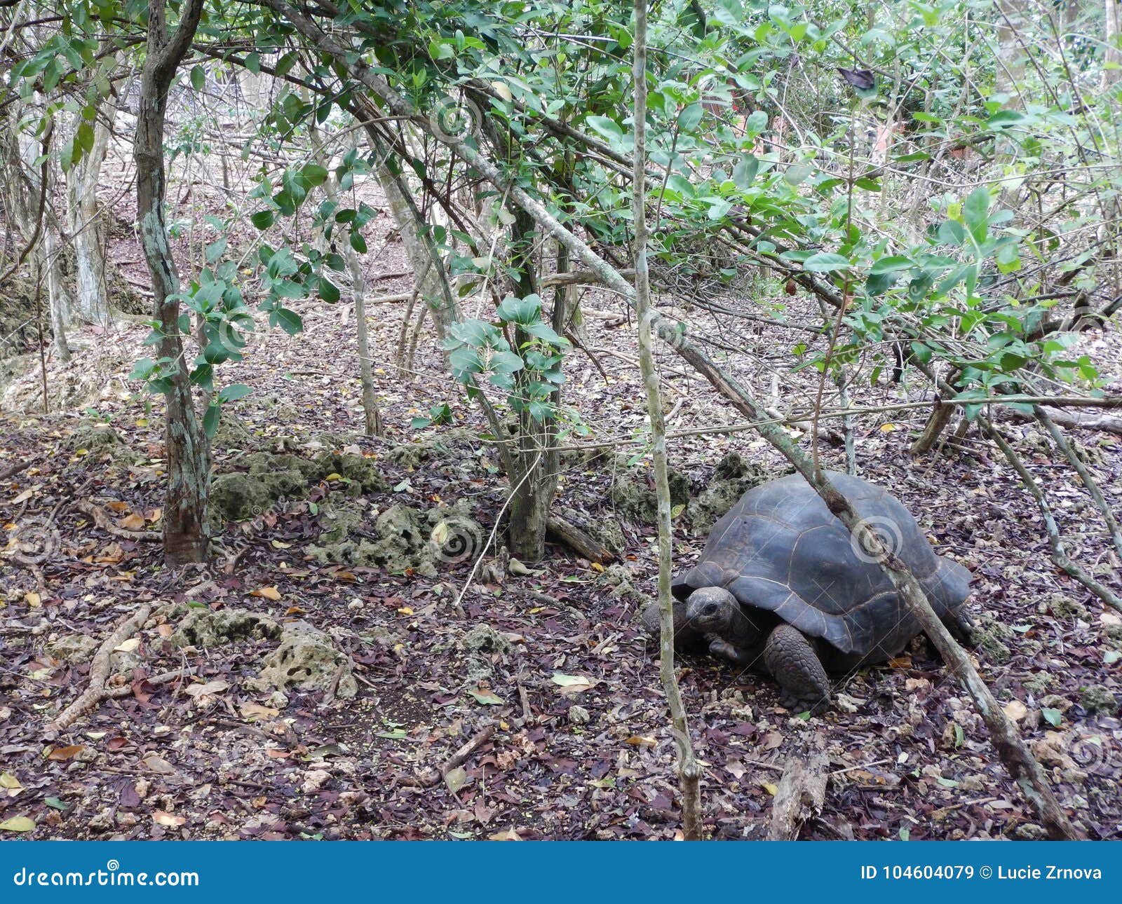 Turtle in Prison Island Reservation Stock Image - Image of conservation ...