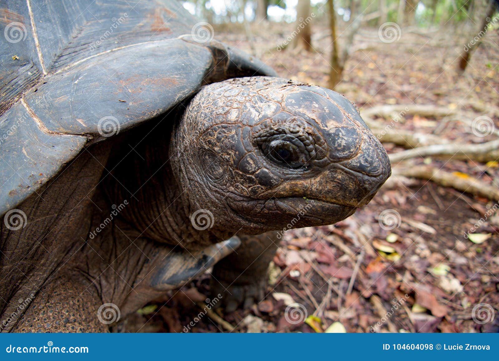 Turtle in Prison Island Reservation Stock Photo - Image of conserve ...