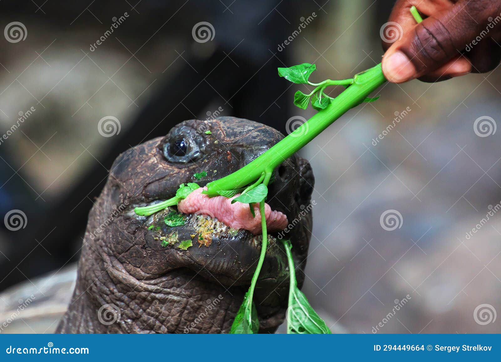 Turtle in Prison Island of Zanzibar, Tanzania Stock Photo - Image of ...