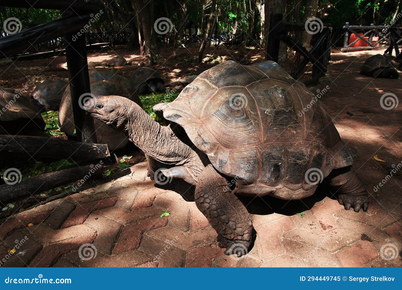 Turtle in Prison Island of Zanzibar, Tanzania Stock Image - Image of ...