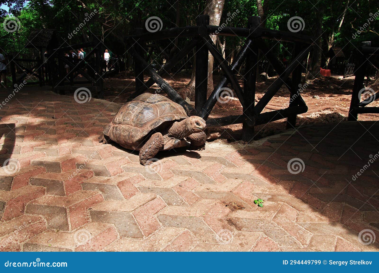 Turtle in Prison Island of Zanzibar, Tanzania Stock Image - Image of ...