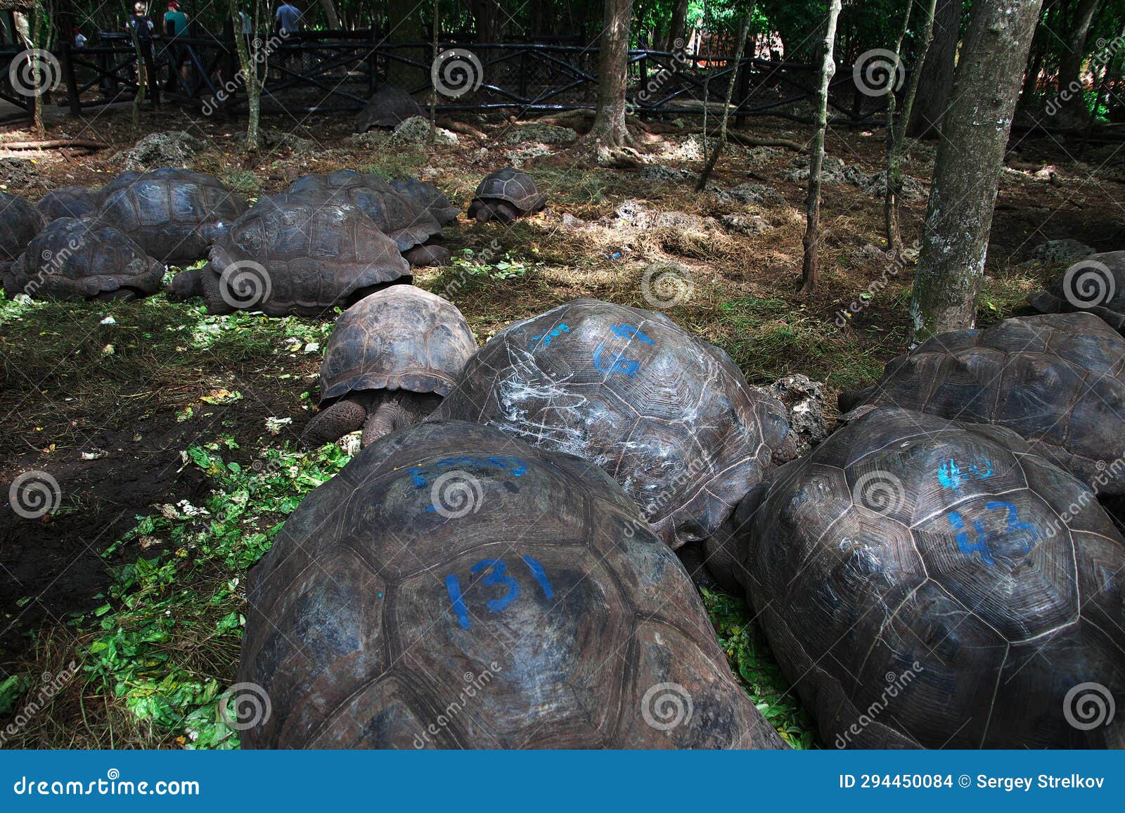 Turtle in Prison Island of Zanzibar, Tanzania Stock Photo - Image of ...