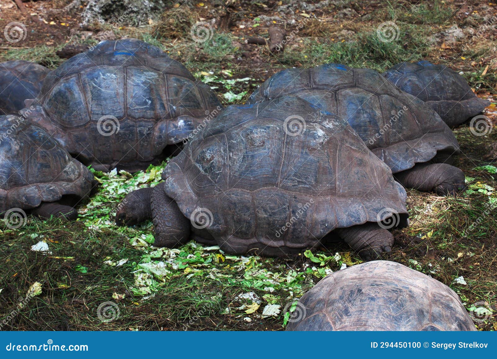 Turtle in Prison Island of Zanzibar, Tanzania Stock Photo - Image of ...
