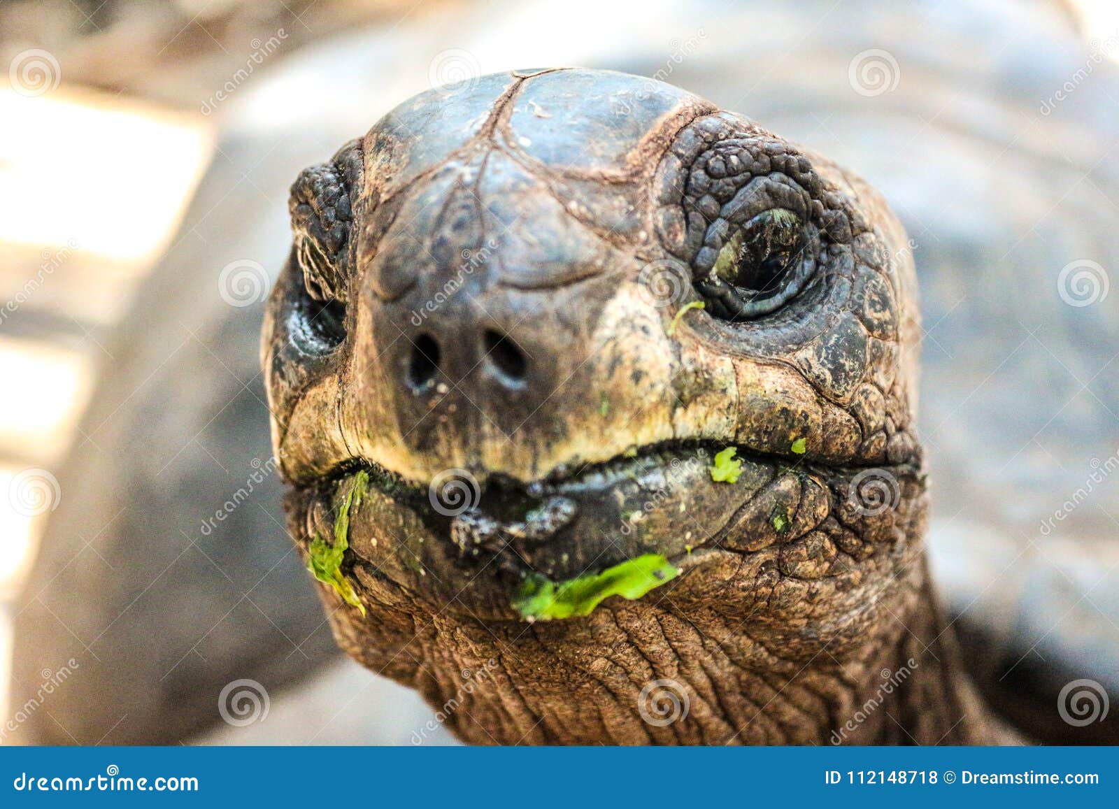 Turtle Prison Island Zanzibar Stock Photo - Image of happy, turtle ...