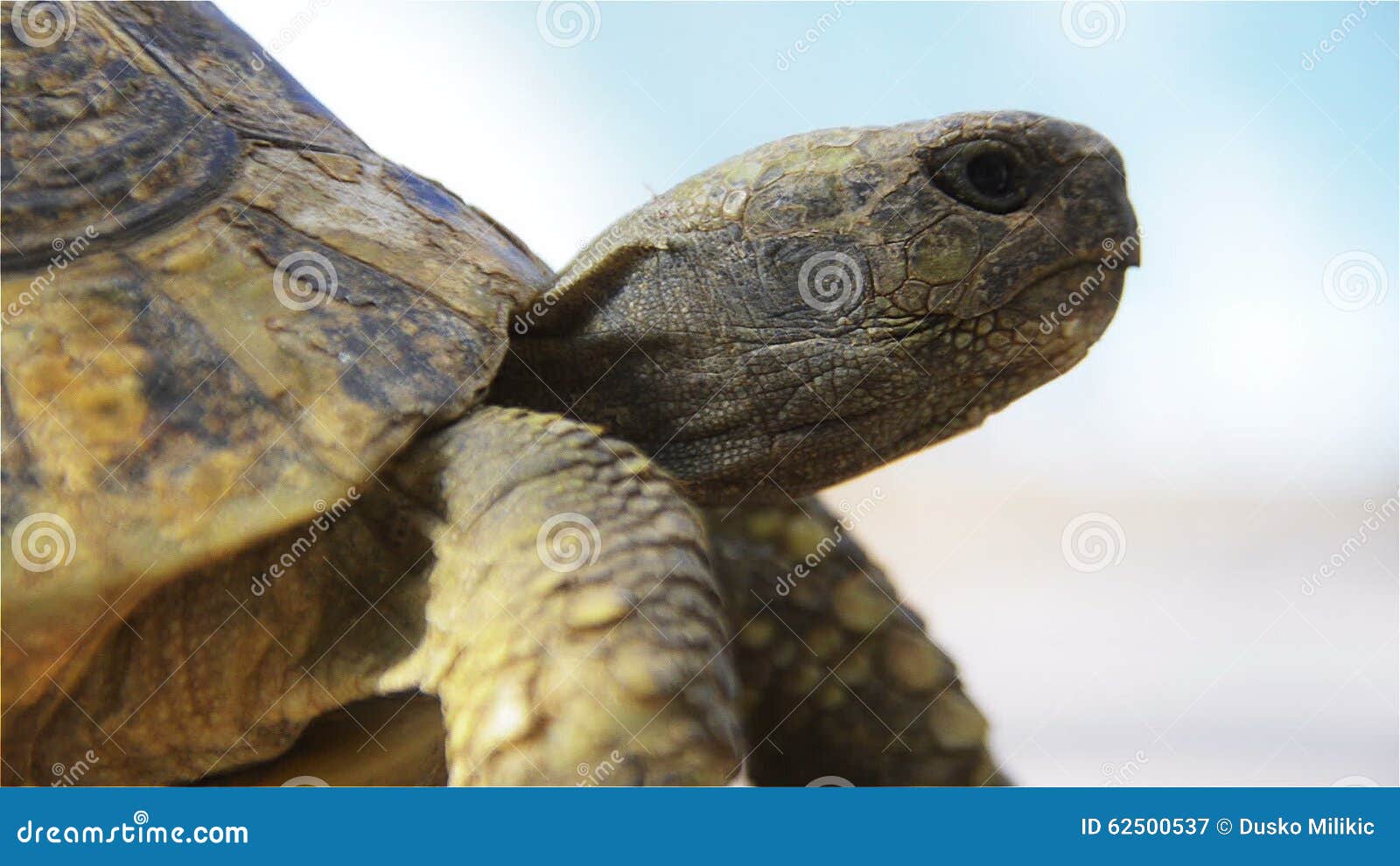 Turtle in Profile from Low Angle Stock Video - Video of nature, animal ...