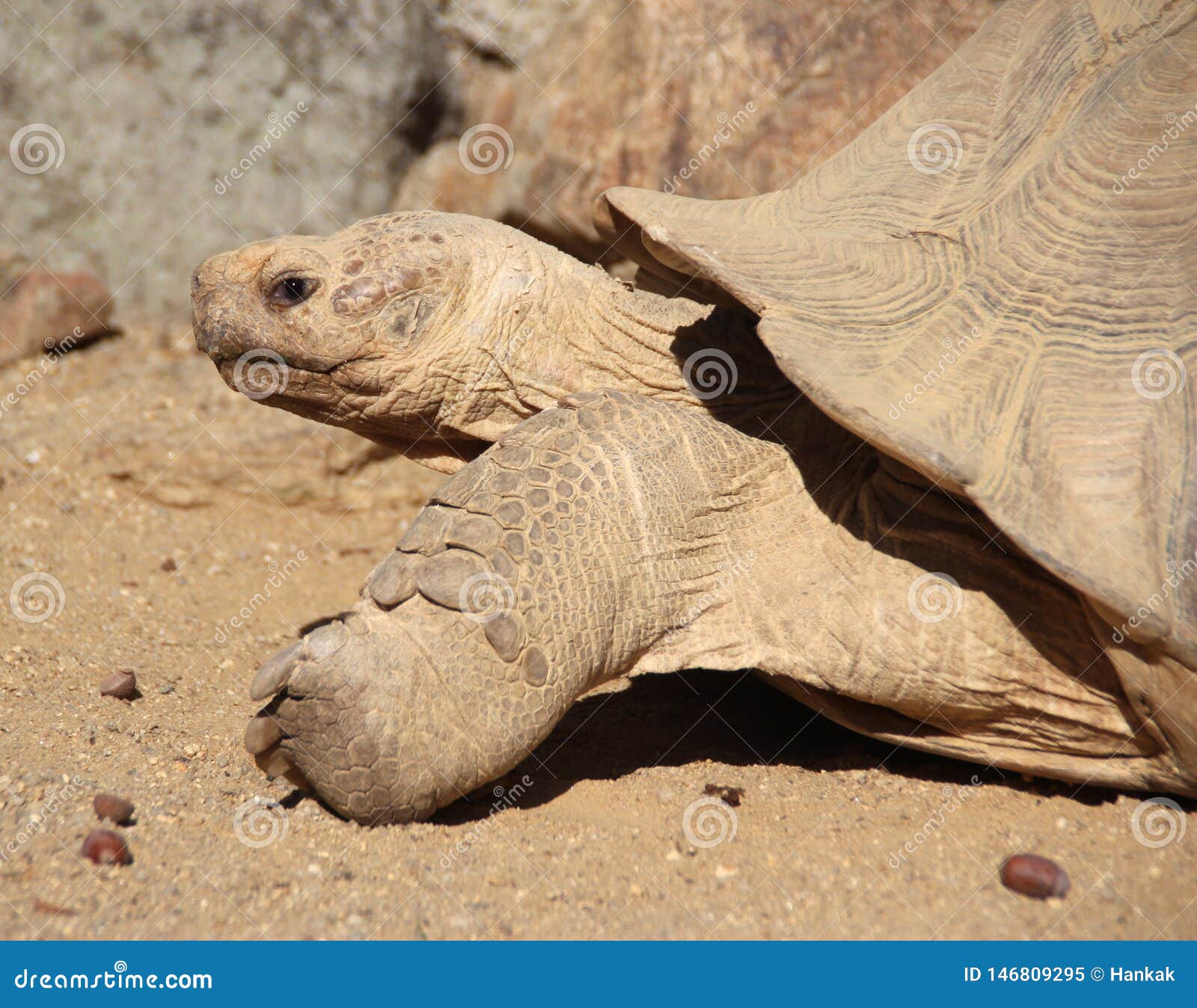 Turtle from profile stock image. Image of profile, large - 146809295