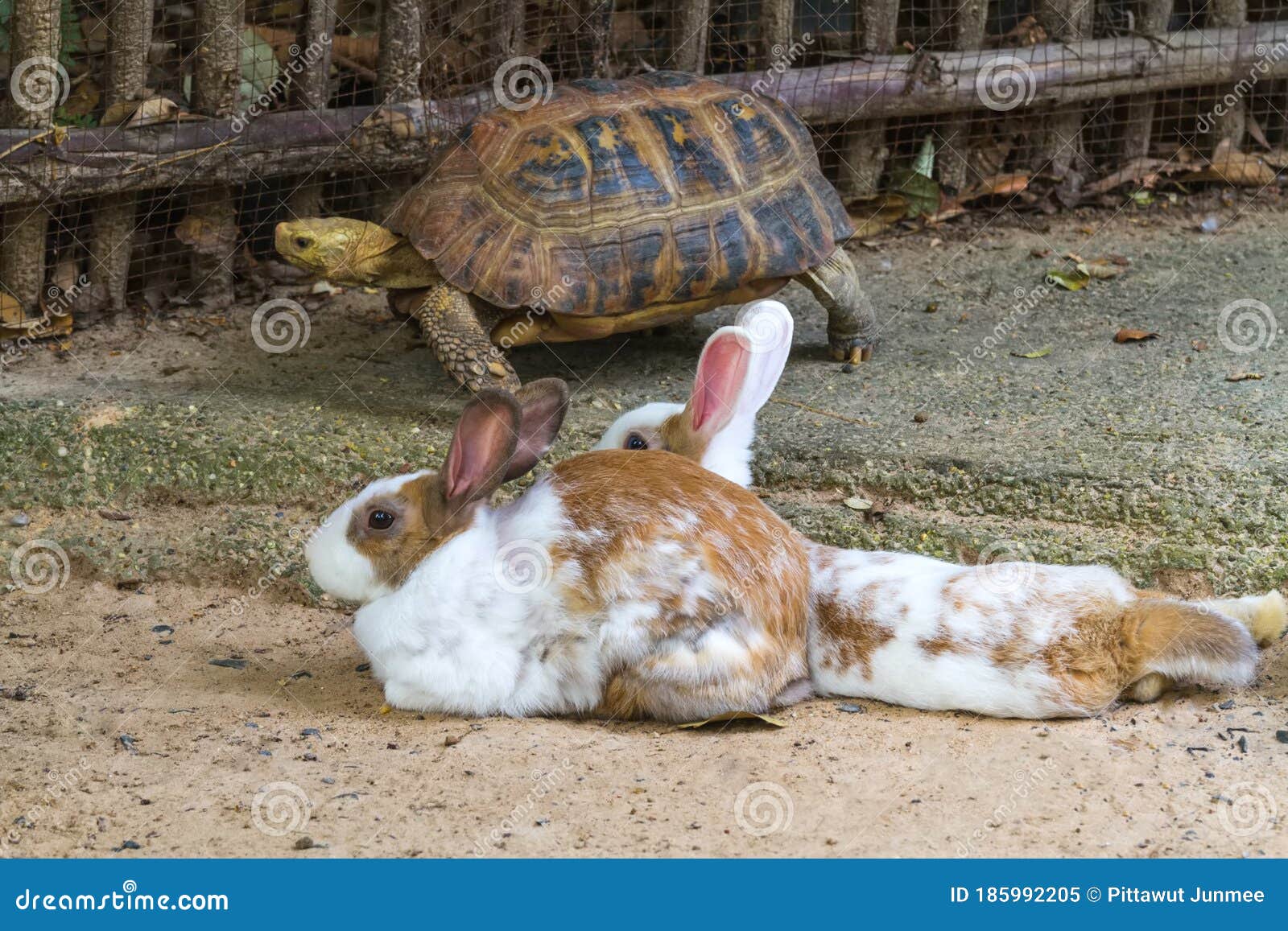 Turtle and Rabbits on Brown Floor Stock Image - Image of food, race ...