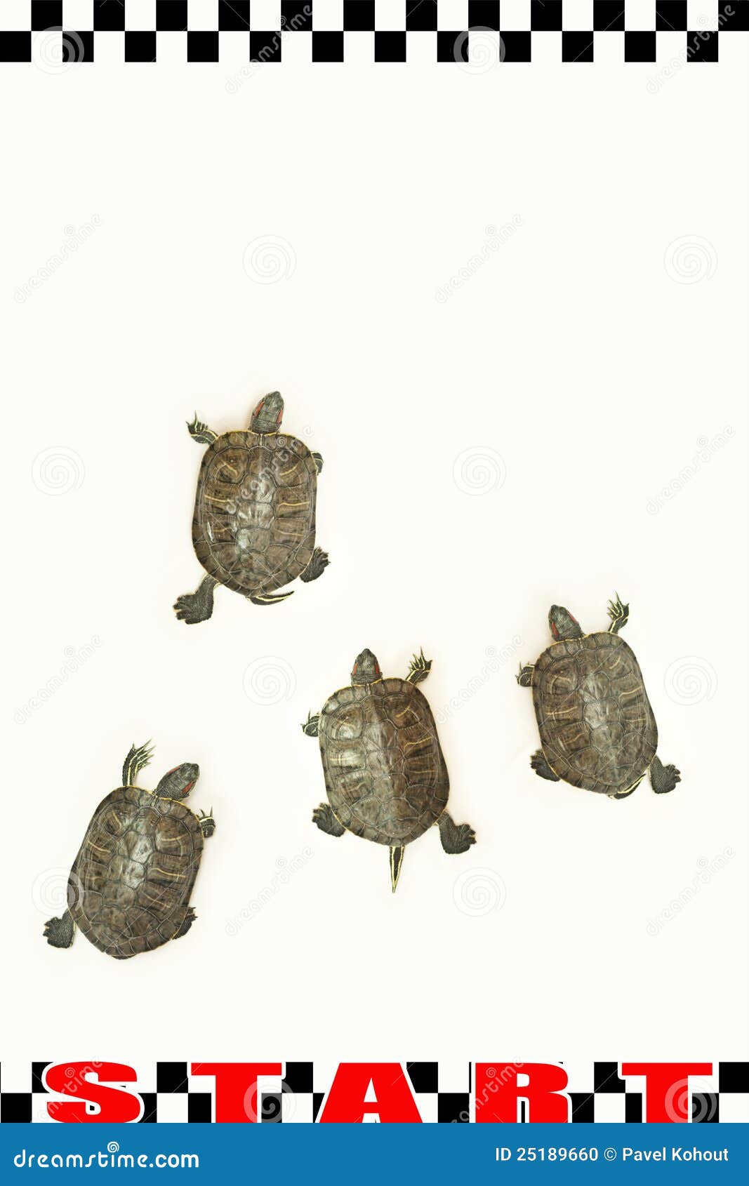 Turtle race stock photo. Image of relax, race, light - 25189660