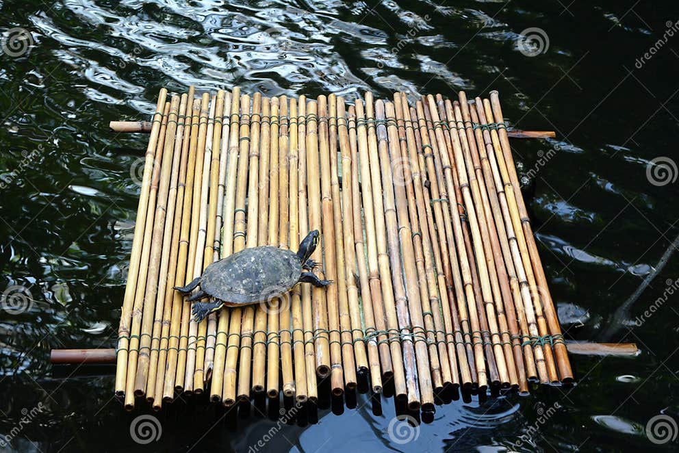 Turtle on a Raft in the Middle of the Lake Stock Image - Image of raft ...