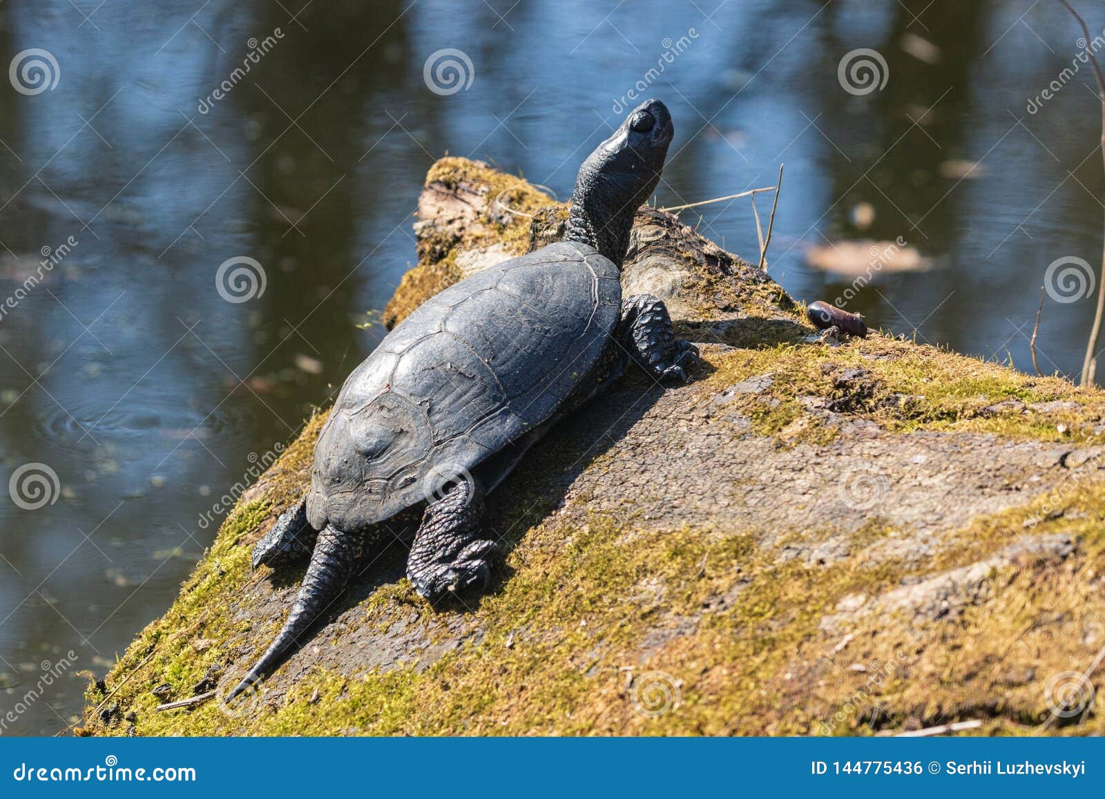 A Turtle with a Raised Head Basks in the Bright Spring Sun on the Mossy ...