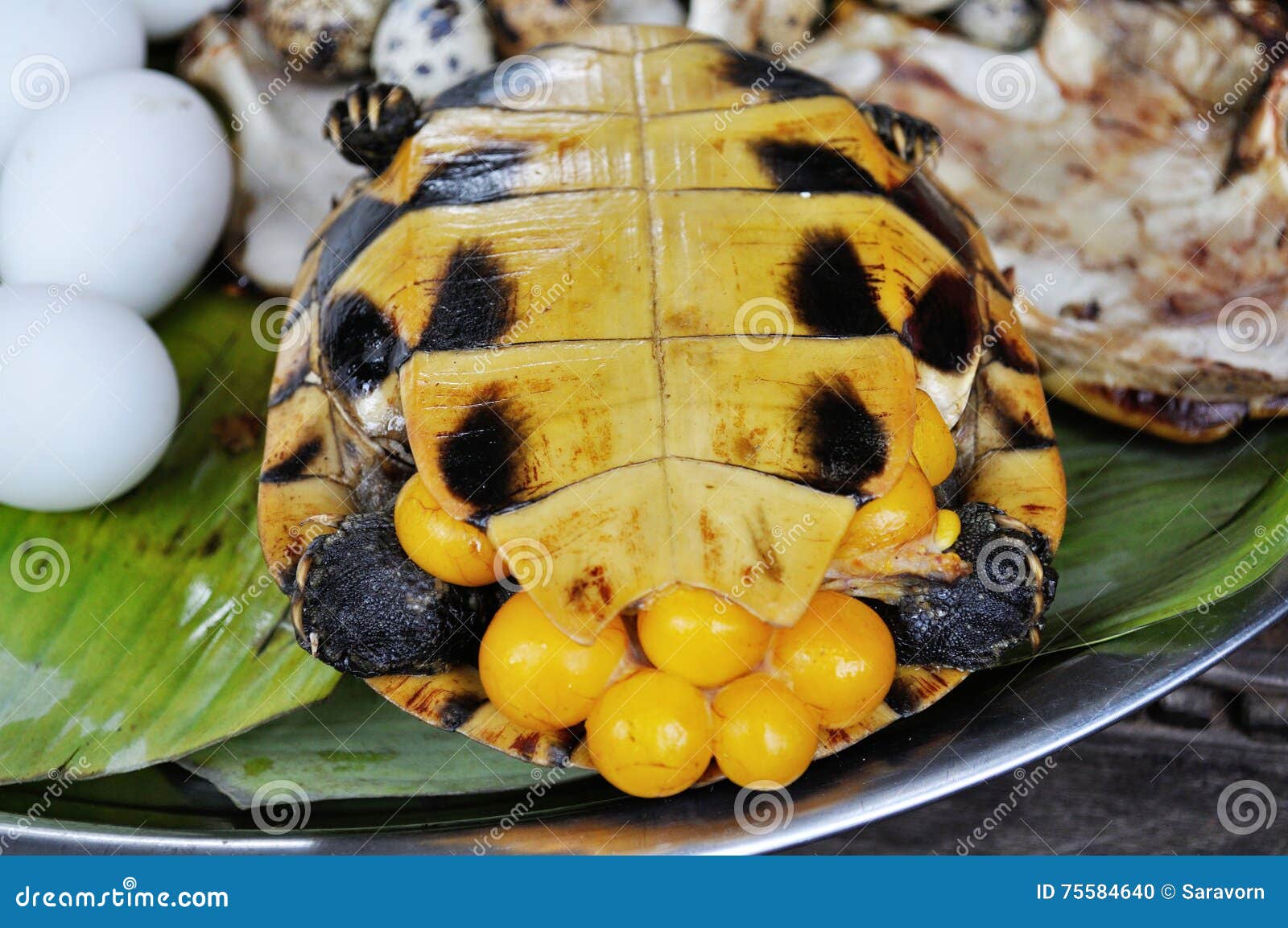Turtle stock photo. Image of rare, turtle, khmer, food - 75584640