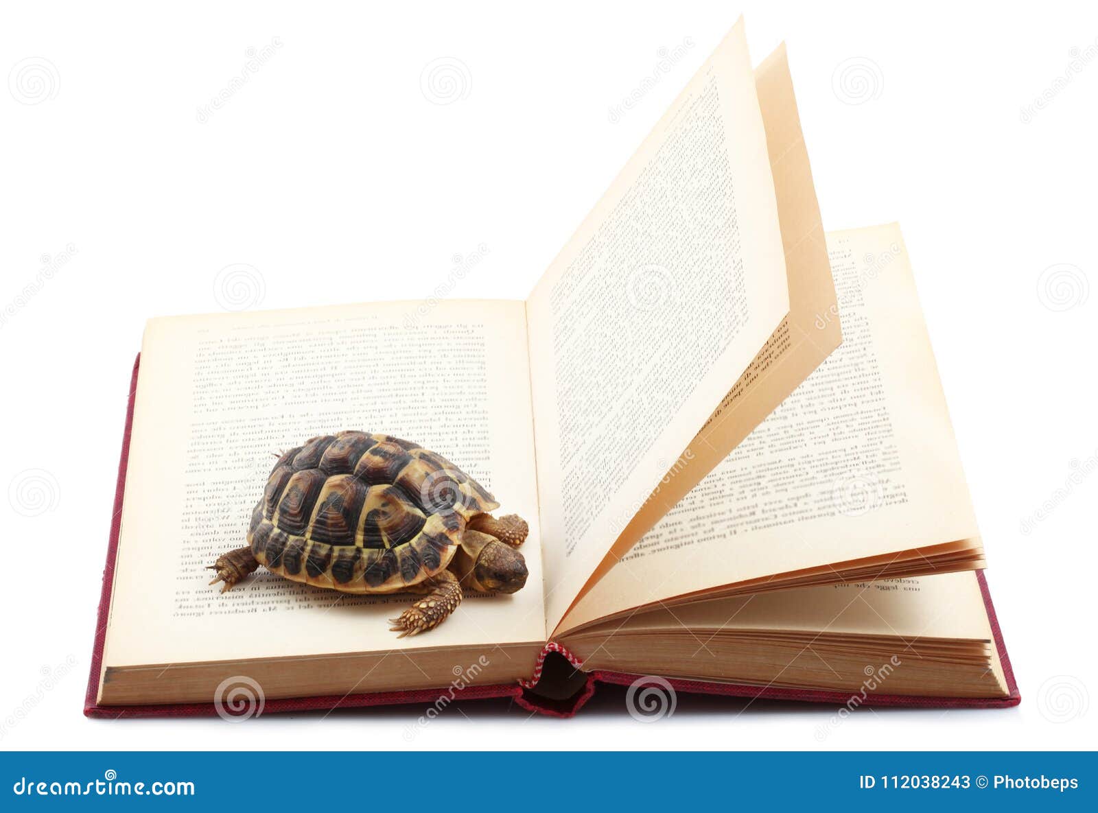 Turtle Reading a Book in White Background Stock Image - Image of school ...