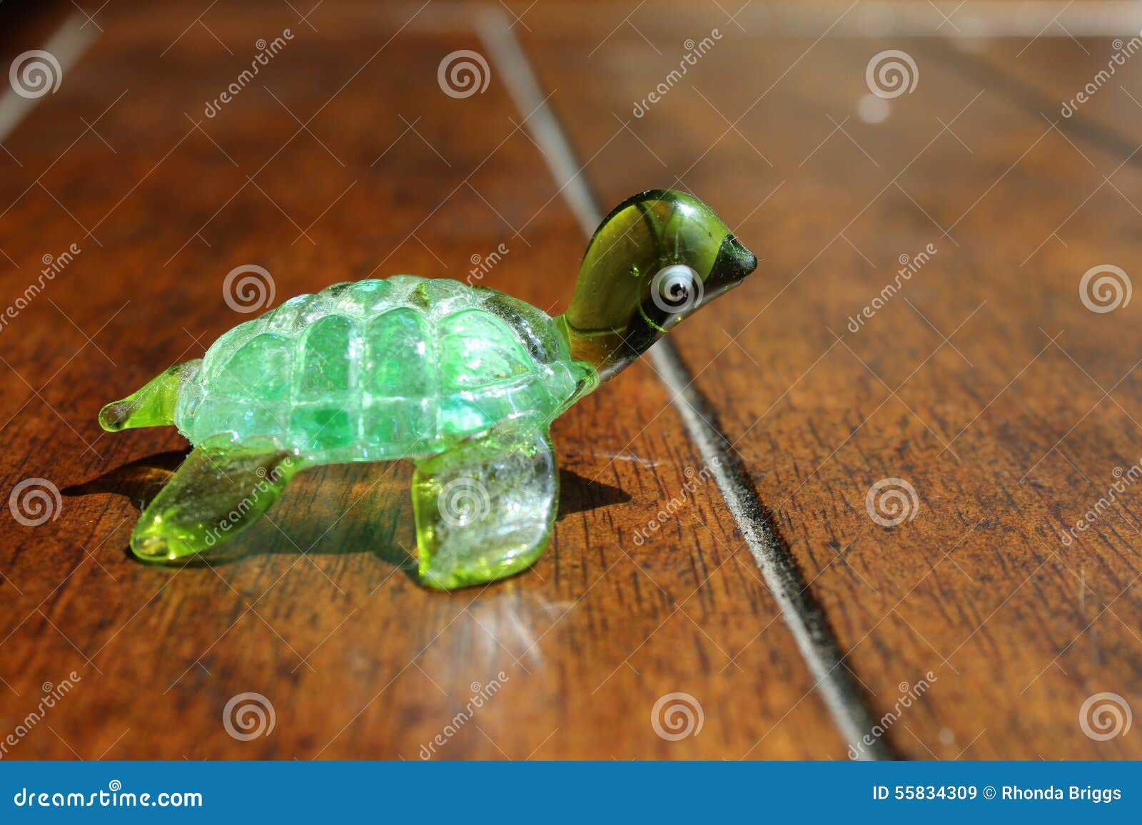 Turtle Ready for the Race stock image. Image of ready - 55834309