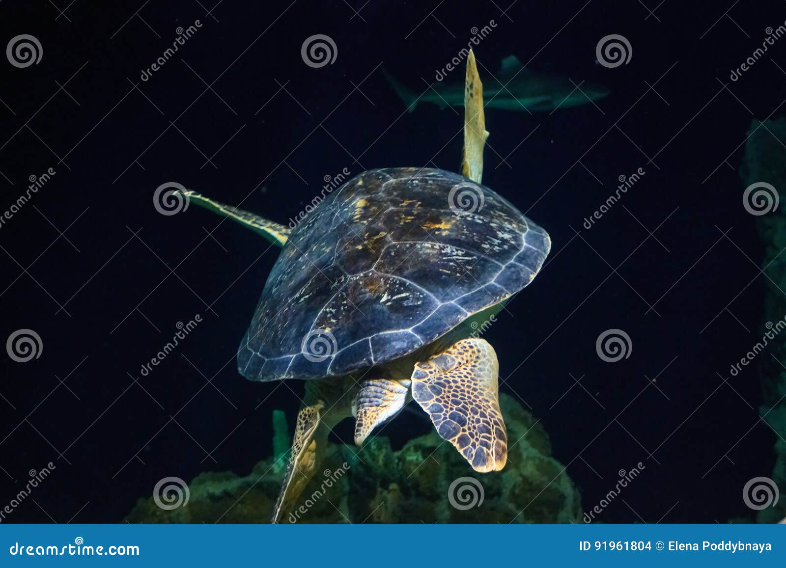 Sea Turtle Back View