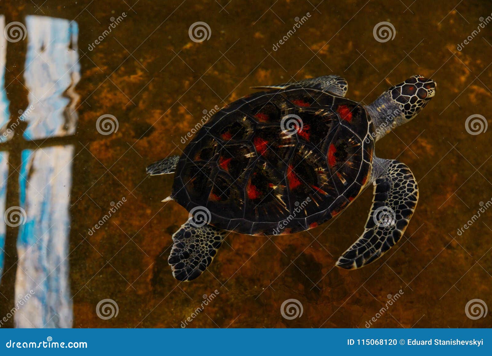 Rare Turtle Puffs Under Water Stock Image | CartoonDealer.com #213247429
